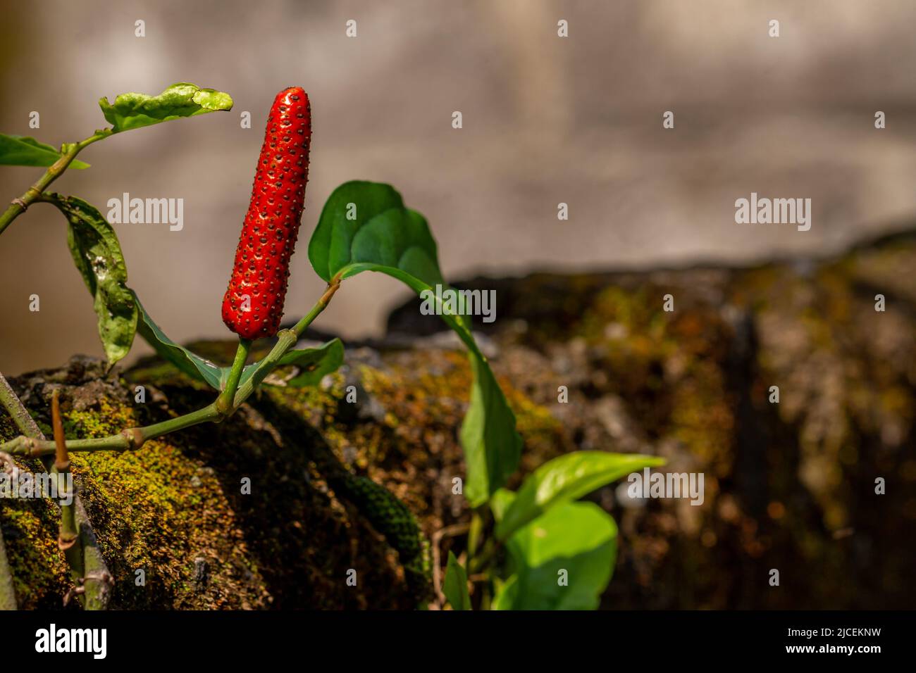 The fruit of the piper retrofractum plant or Javanese chili or Balinese ...