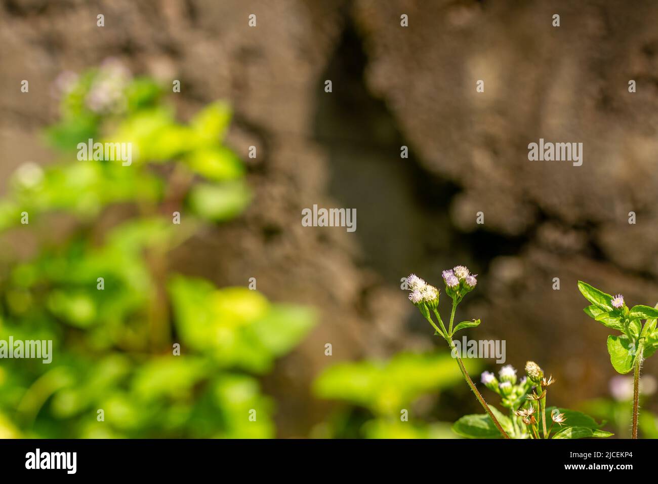 A wild grass called Tropical whiteweed has white fibrous flowers, green ...