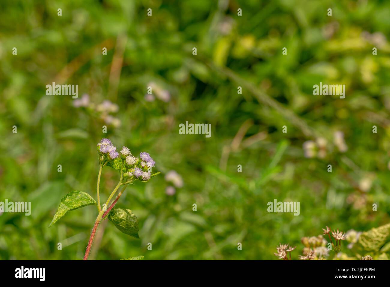 A wild grass called Tropical whiteweed has white fibrous flowers, green ...