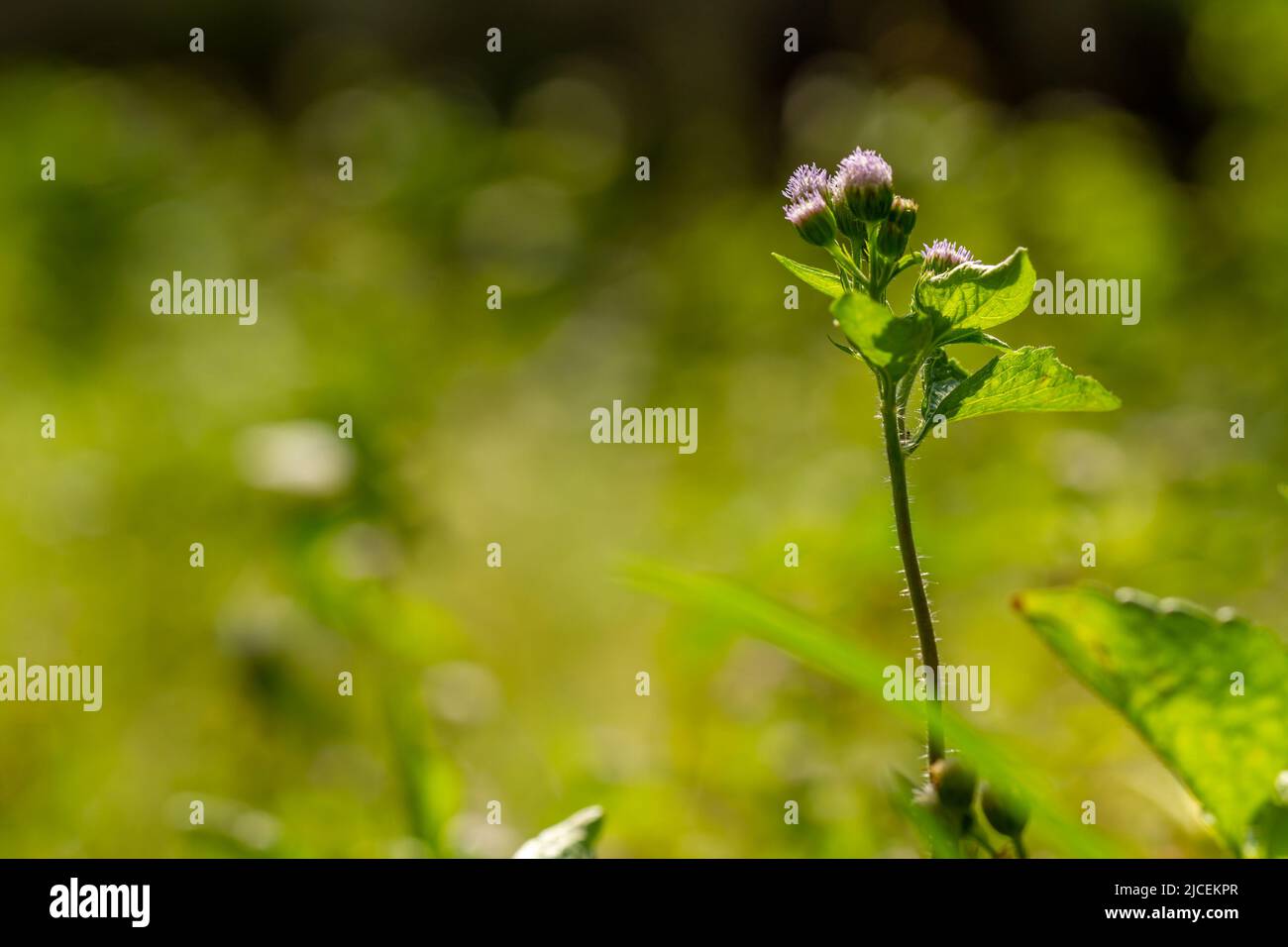 A wild grass called Tropical whiteweed has white fibrous flowers, green ...