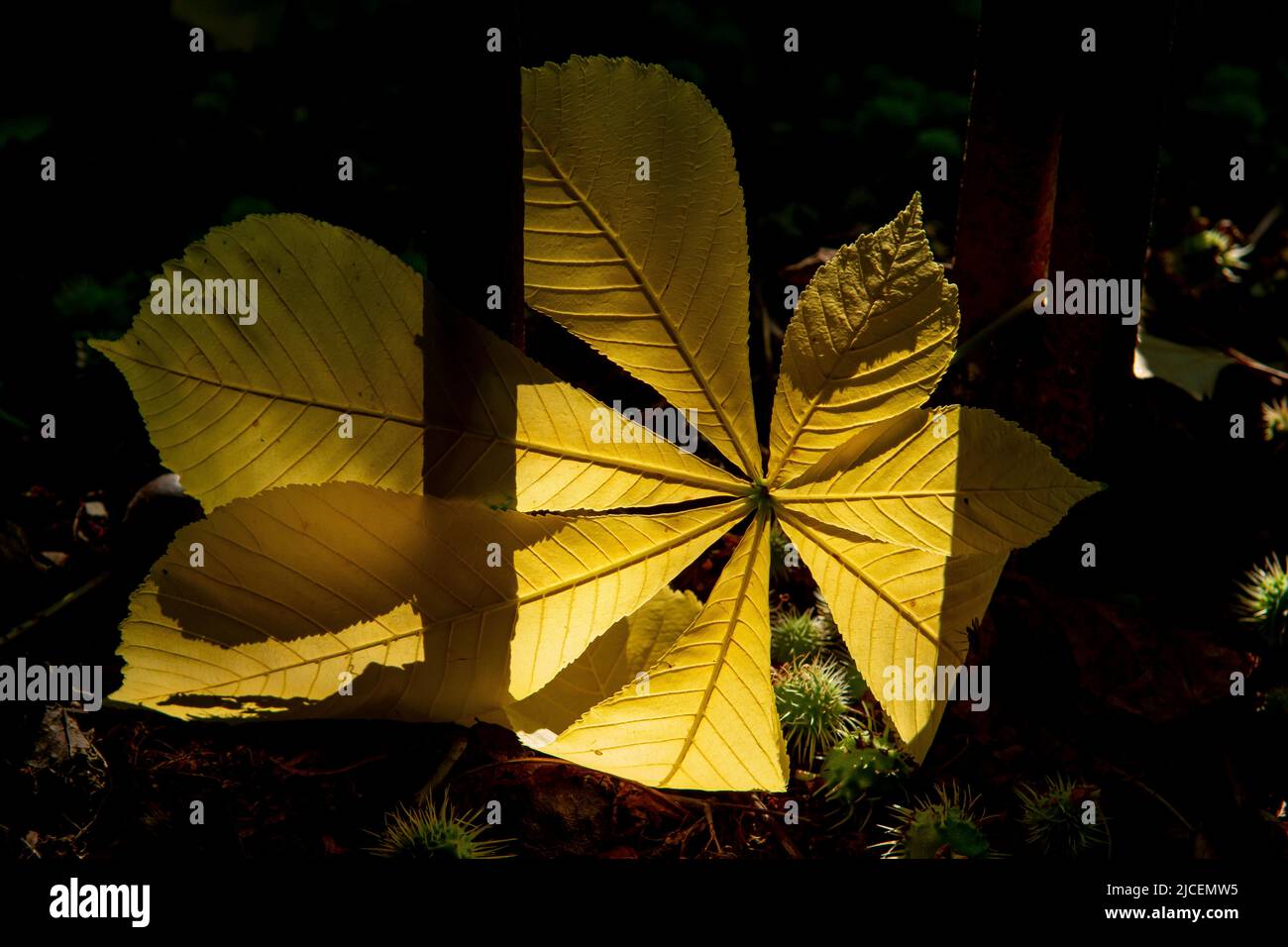 Castanea sativa leaf hi-res stock photography and images - Alamy