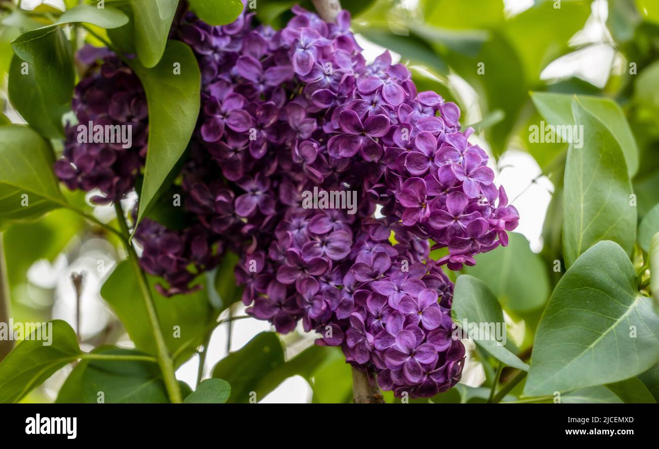 Beautiful blooming lilac branch hi-res stock photography and images - Alamy
