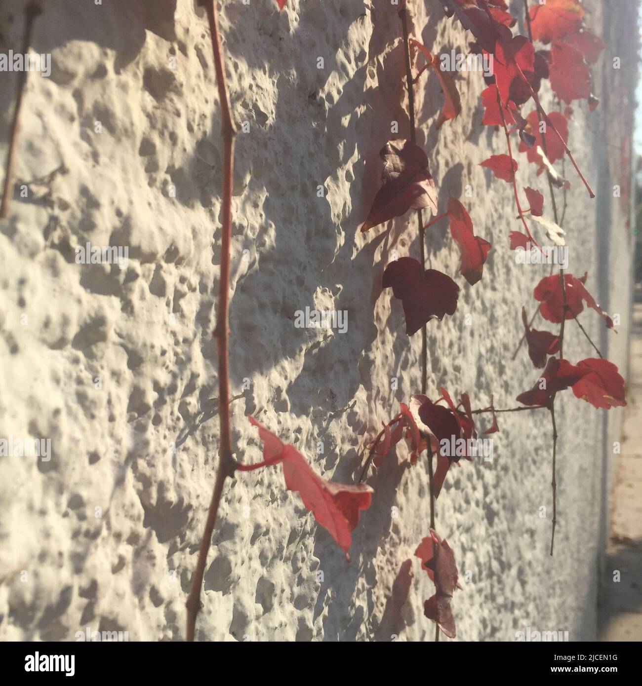 Virginia creeper climbing tree hi-res stock photography and images - Alamy