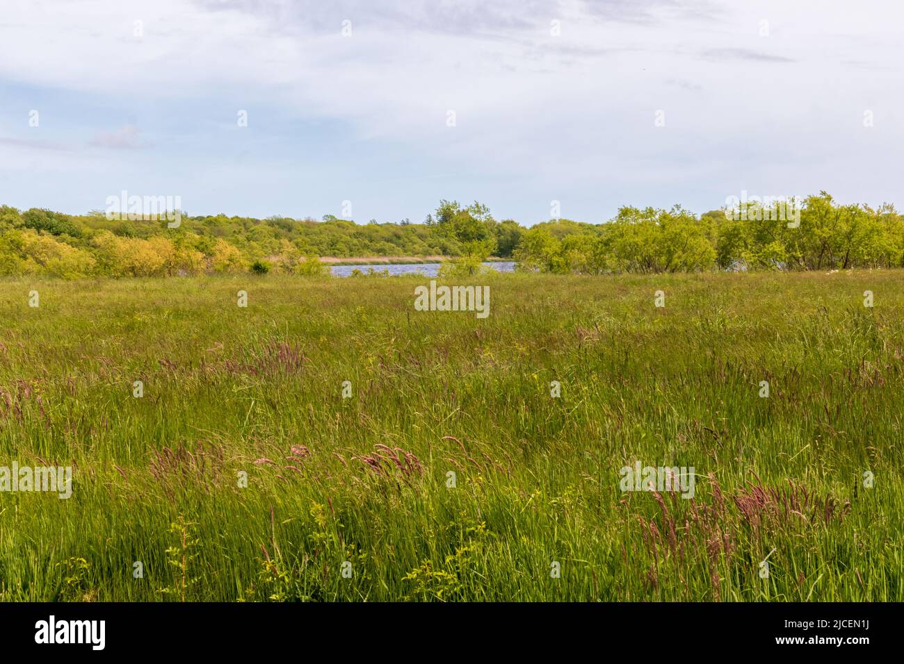 Spring green landscape near Newport, Rhode Island with a view of Saint ...