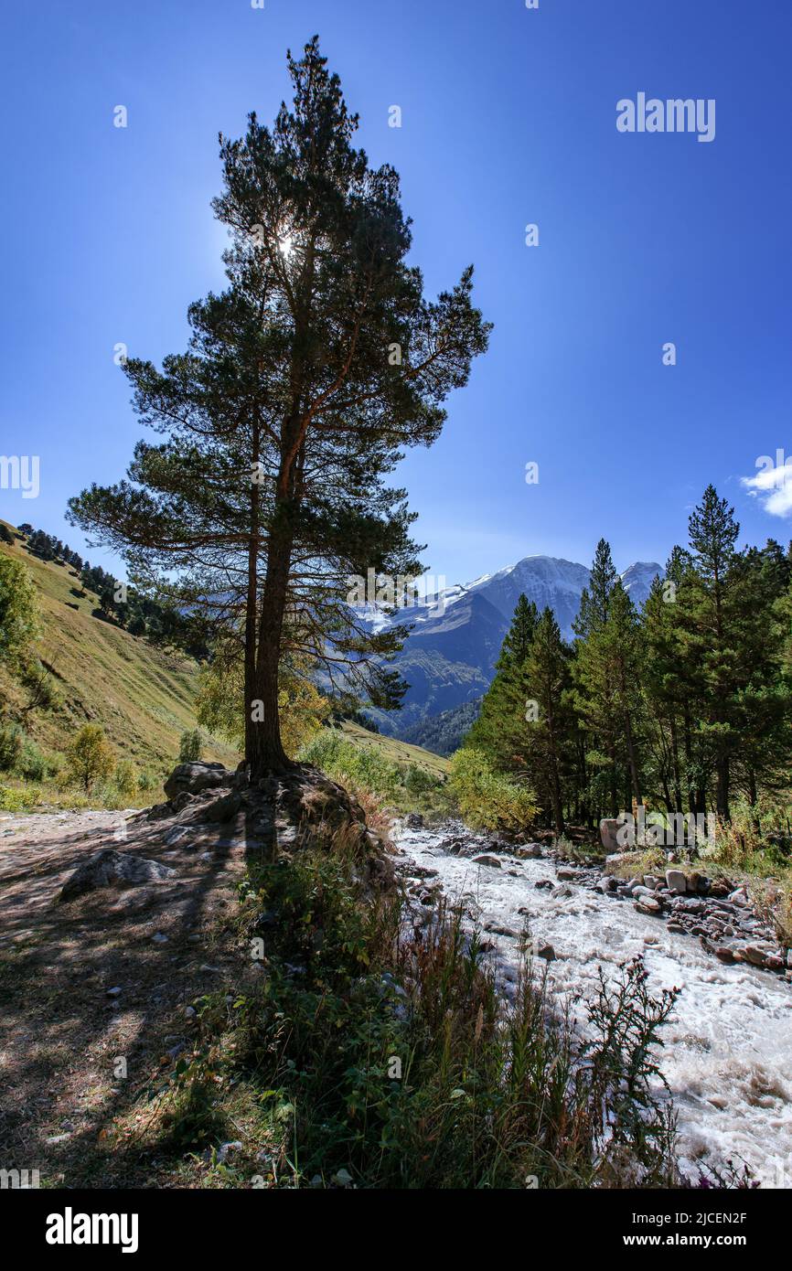 Pine tree on the bank of the Terskol river Caucasus Russia Stock Photo ...