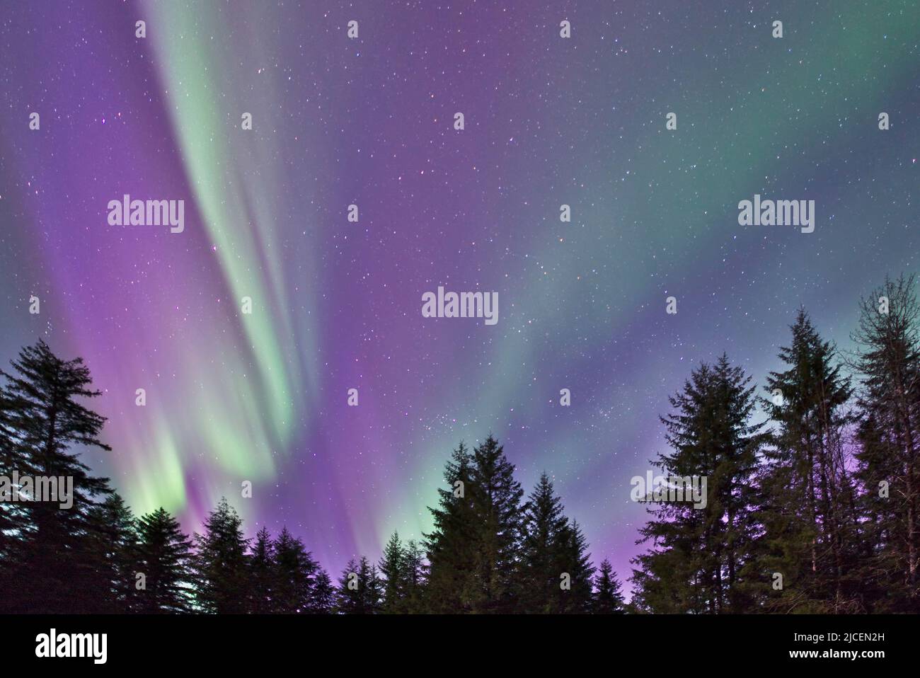 Northern lights spruce trees alaska hi-res stock photography and images ...