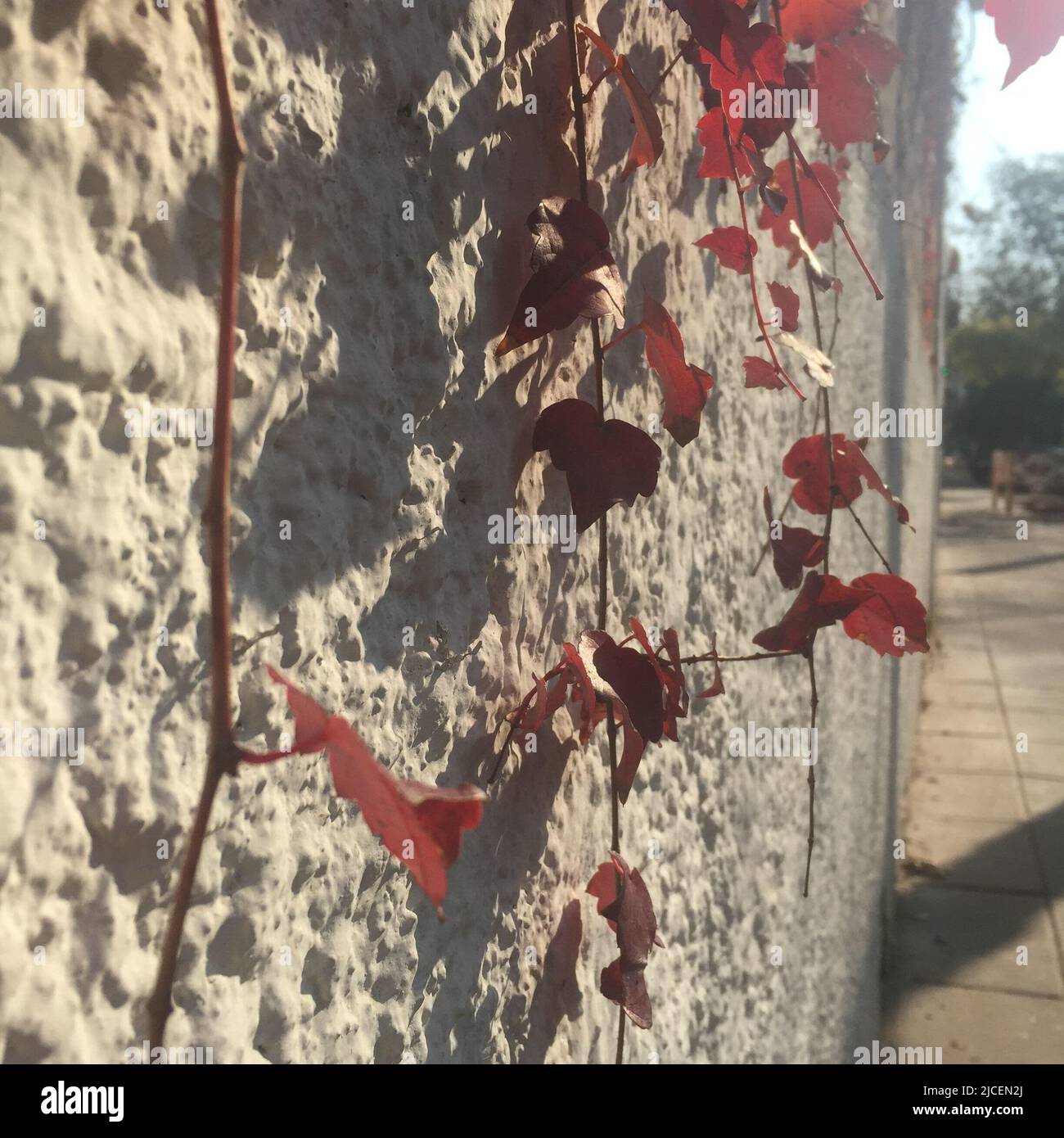Virginia creeper gardening hi-res stock photography and images - Alamy