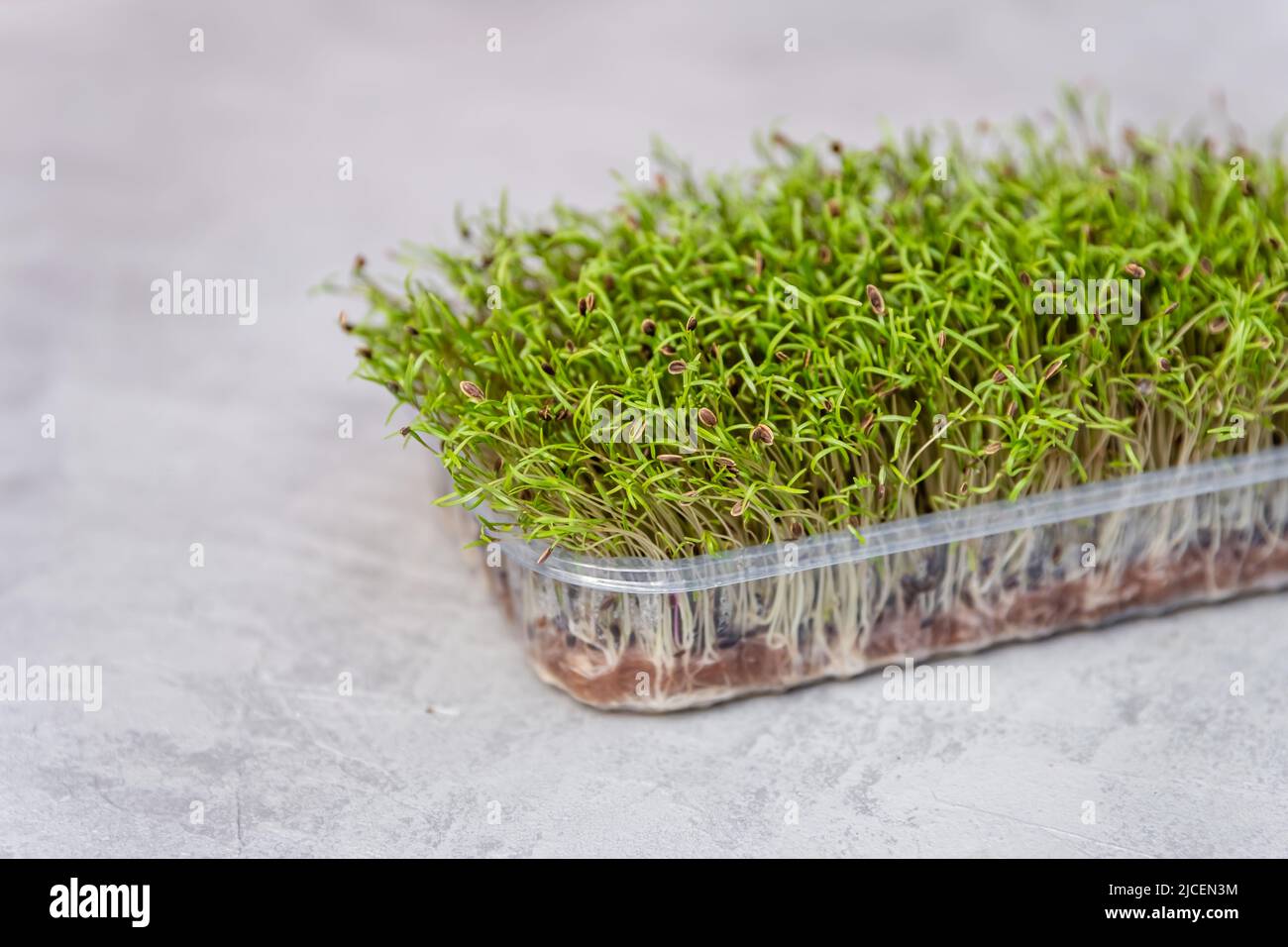 Growing sprouts. Organic raw green food. Sprouting seeds of a plant ...