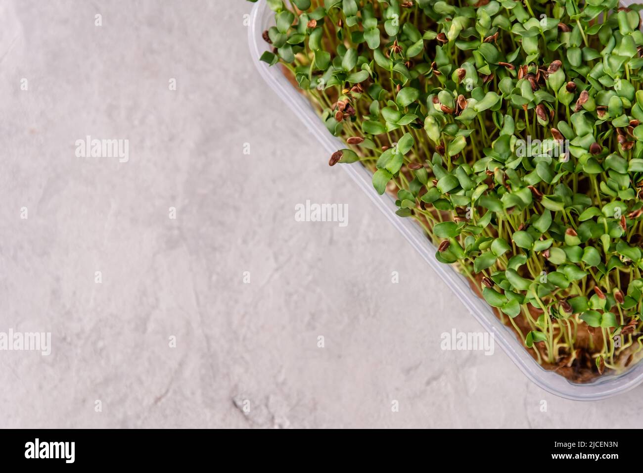 Sprouted flax seeds microgreens. Microgreens in a plastic container ...