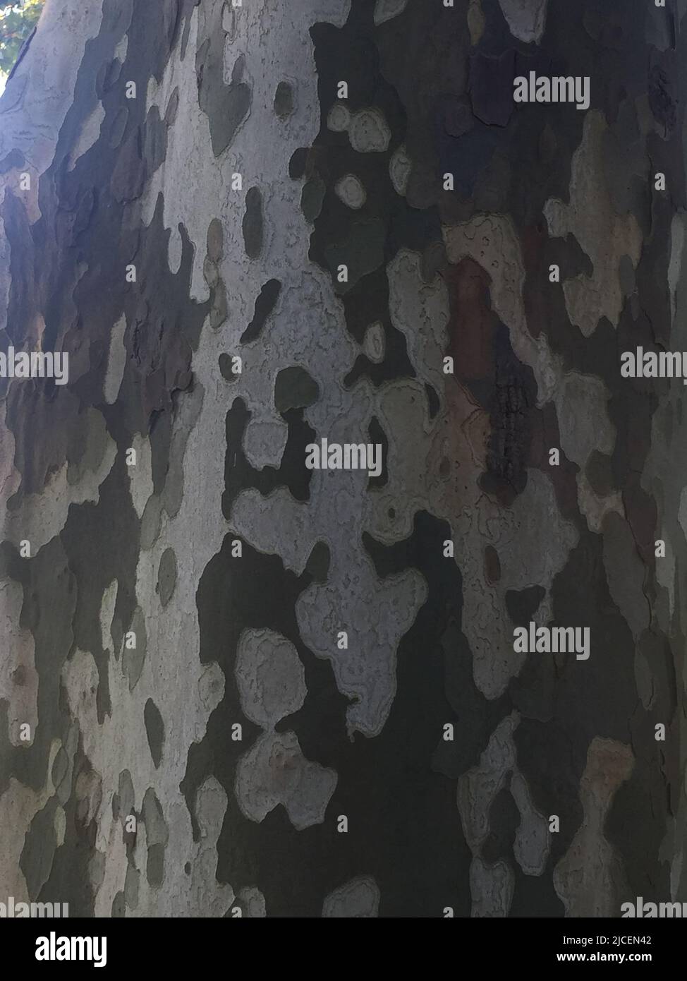 Grey green camouflage hi-res stock photography and images - Alamy