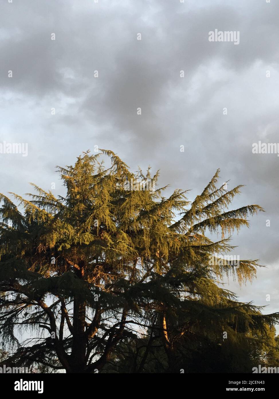 Tops big pine trees hi-res stock photography and images - Alamy