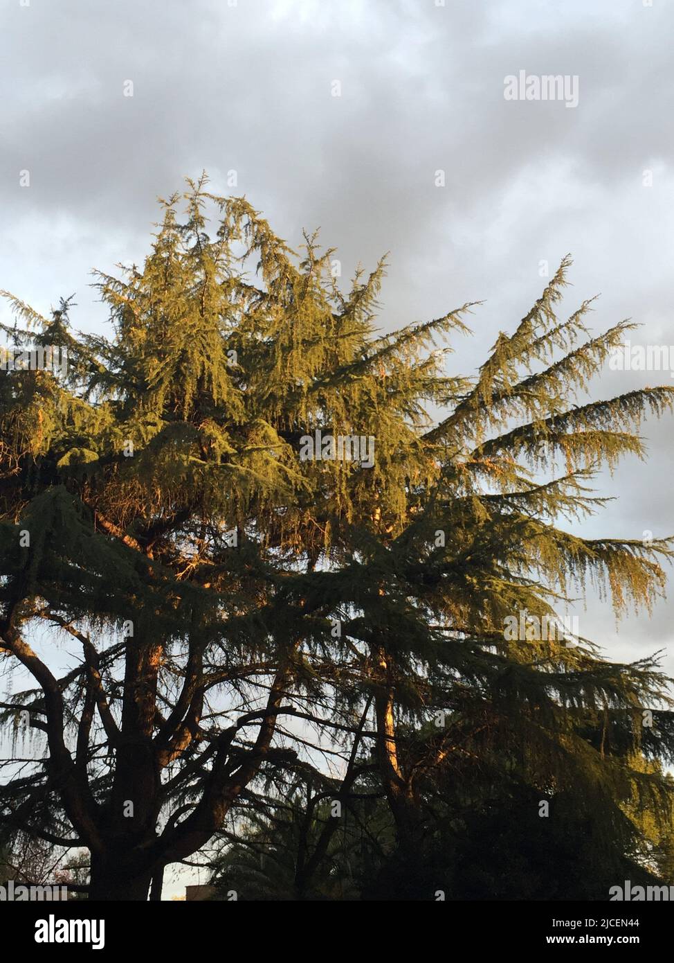 branches of a pine tree over a cloudy sky Stock Photo - Alamy