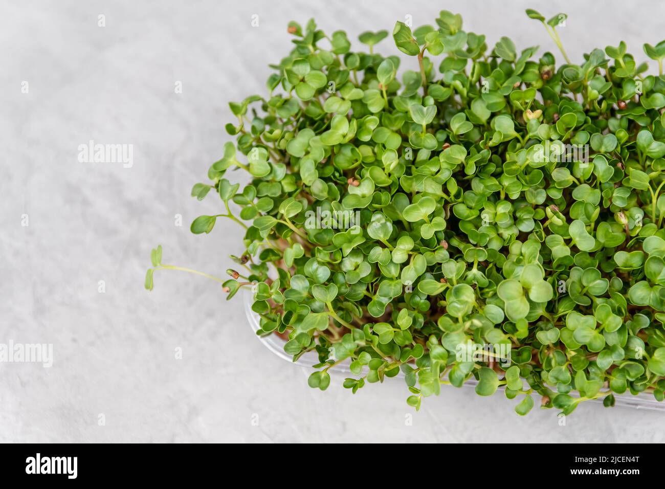 Kale microgreens garden hi-res stock photography and images - Alamy