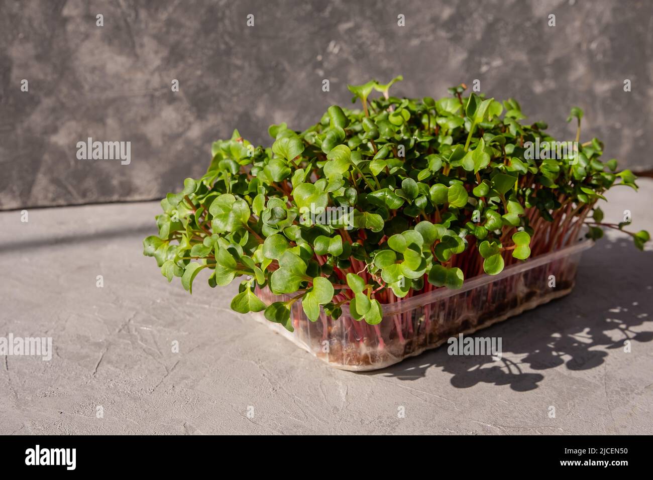 Sprouting microgreens. Seed germination at home. Sprouted radish seeds ...