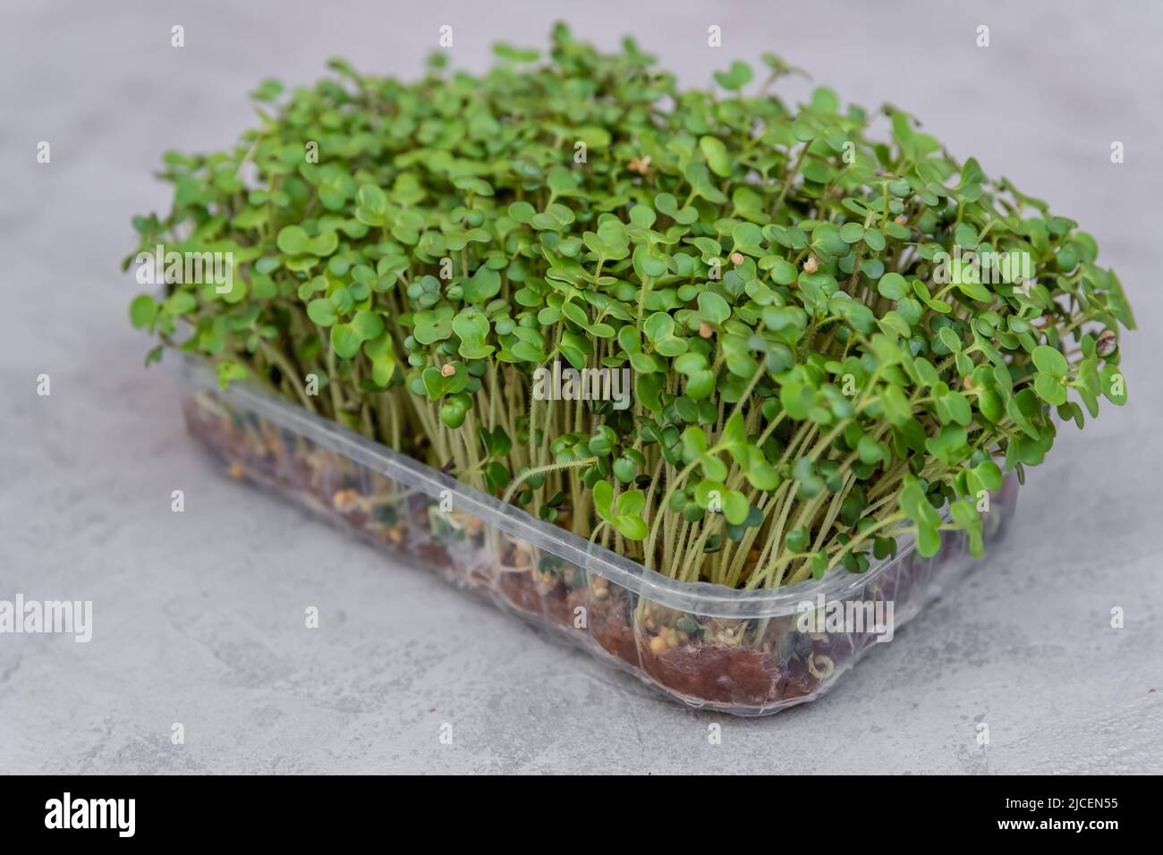 Growing green shoots of leaf cabbage, seedlings and young plants Stock ...