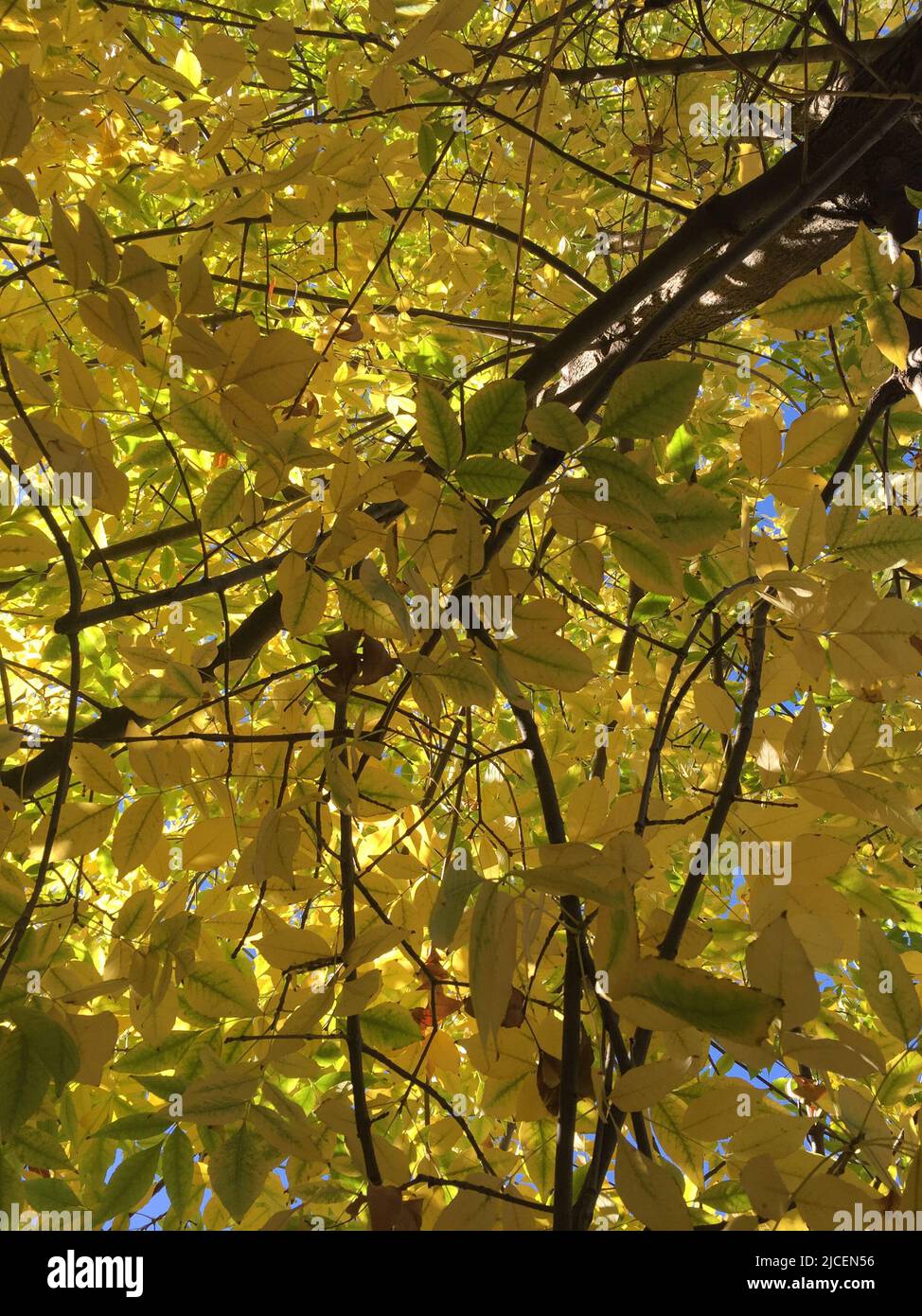 yellow leaves of a tree in autumn Stock Photo - Alamy
