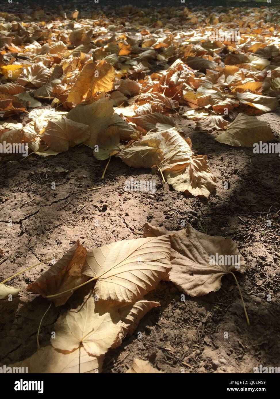 Golden autumn leaves on ground hi-res stock photography and images - Alamy