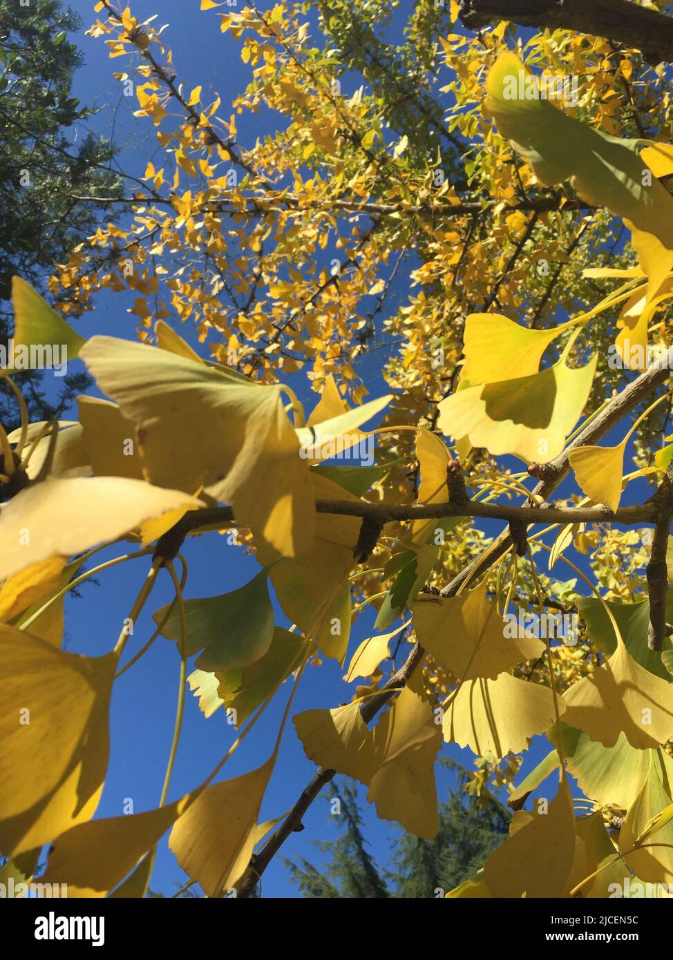 Closeup yellow trees in hi-res stock photography and images - Alamy