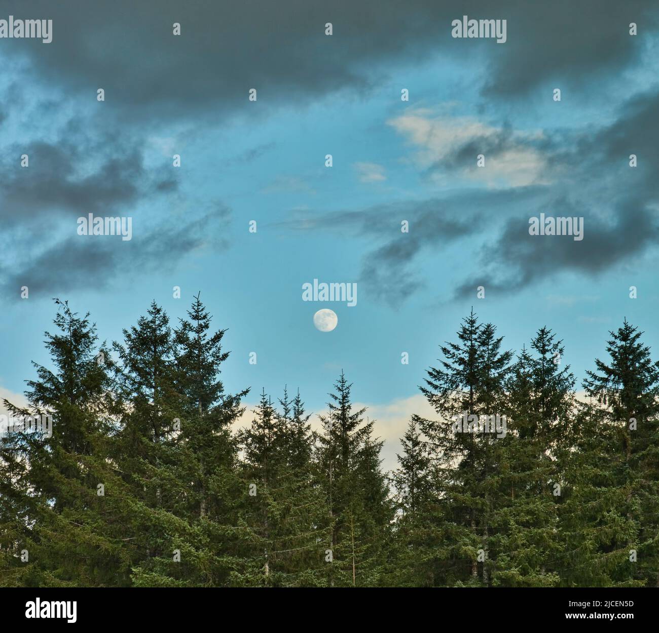 Southeast alaska spruce hi-res stock photography and images - Alamy