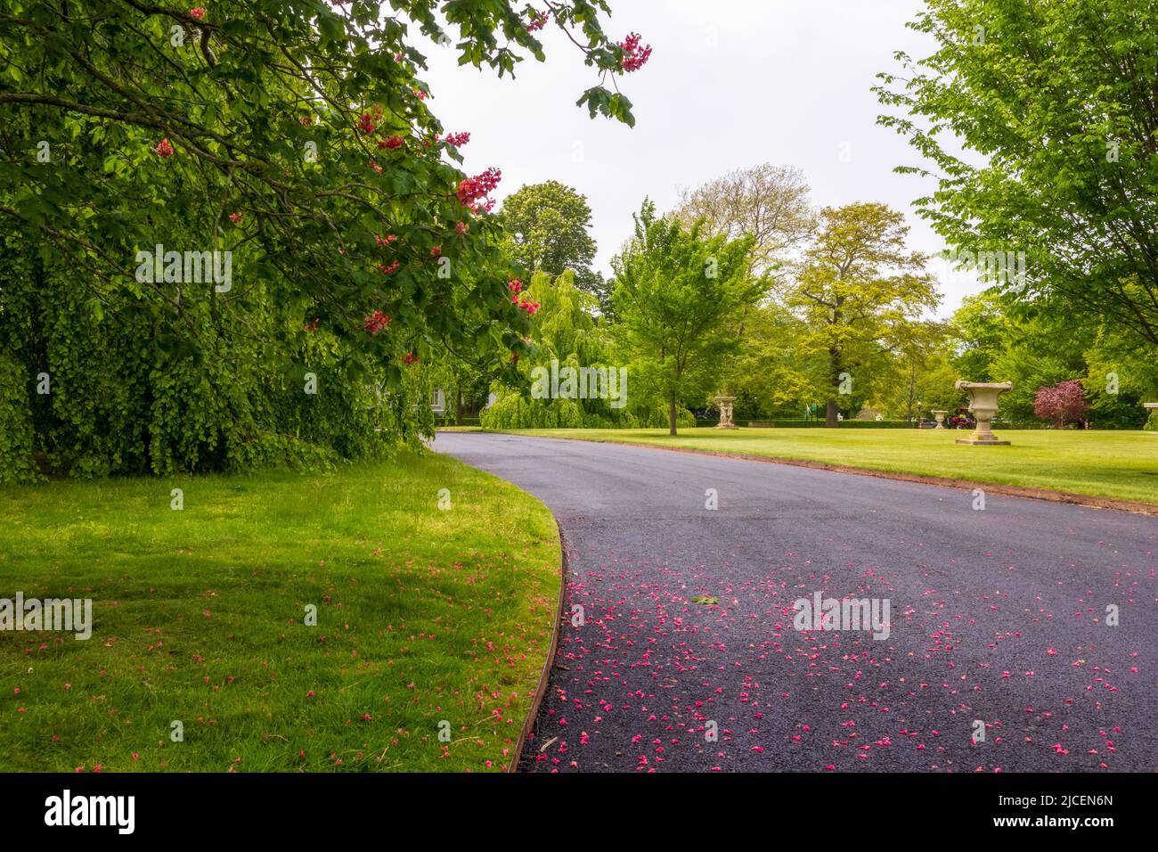 Scenic spring landscape with the flowers and petals on the road in a ...