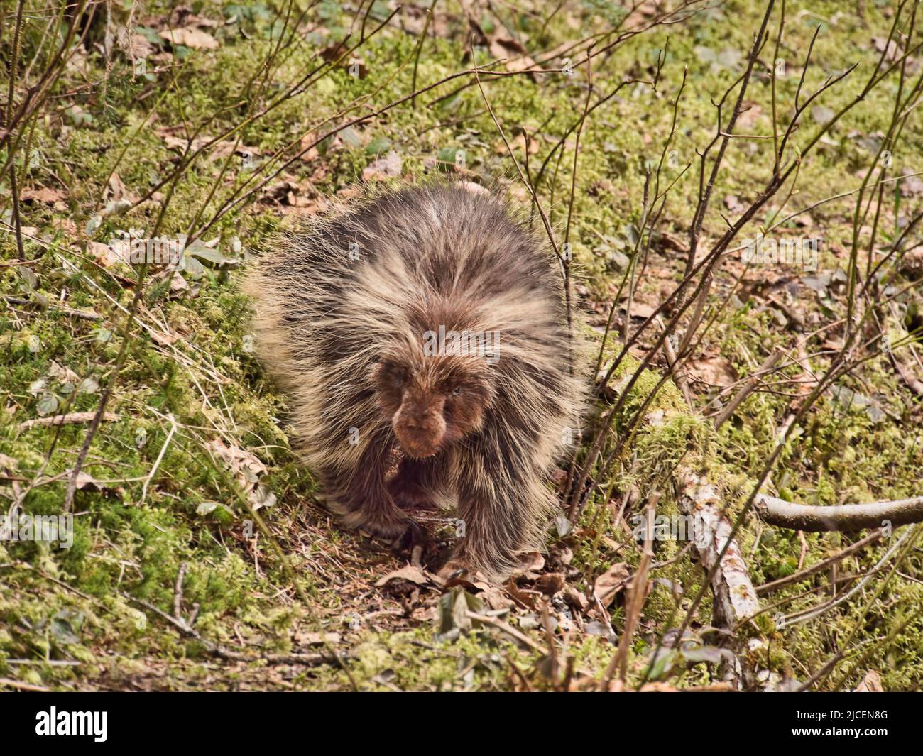 North american porcupine alaska hi-res stock photography and images - Alamy