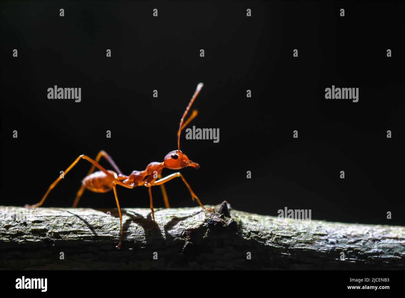 Red ant hi-res stock photography and images - Alamy