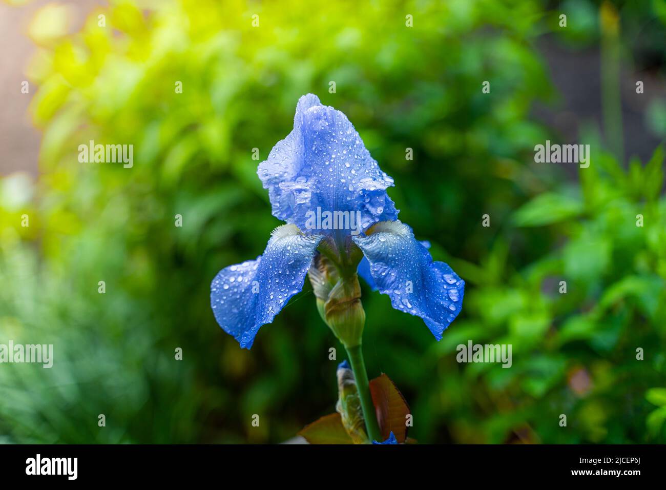Beautiful big blue iris petals in water drops close up Stock Photo - Alamy