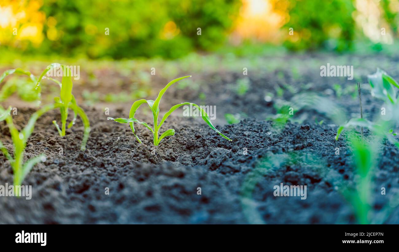 Evening rays of the sun on a bed with growing young corn. Garden bed ...