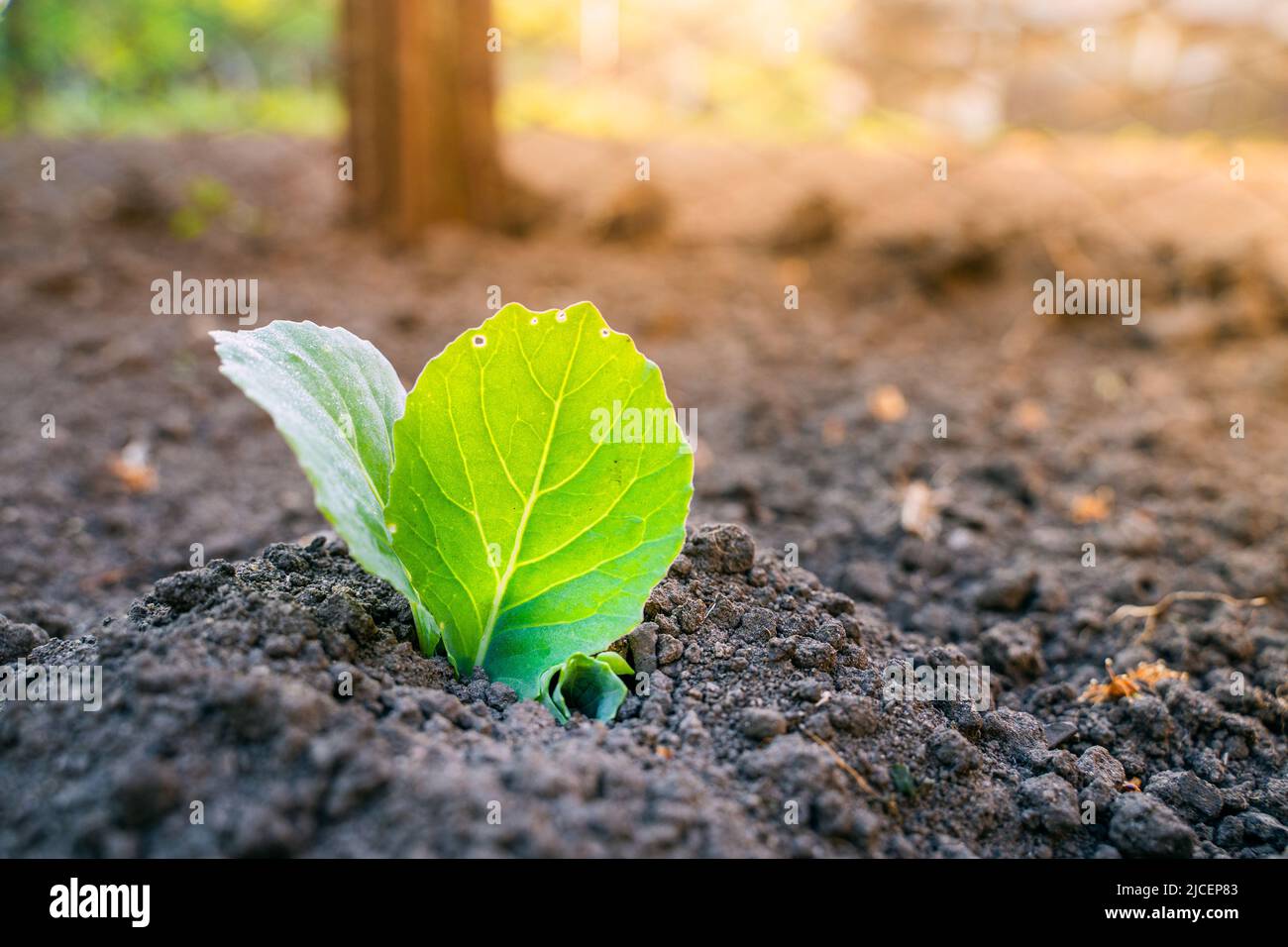 Young leaves of white cabbage are translucent in the morning rising sun ...
