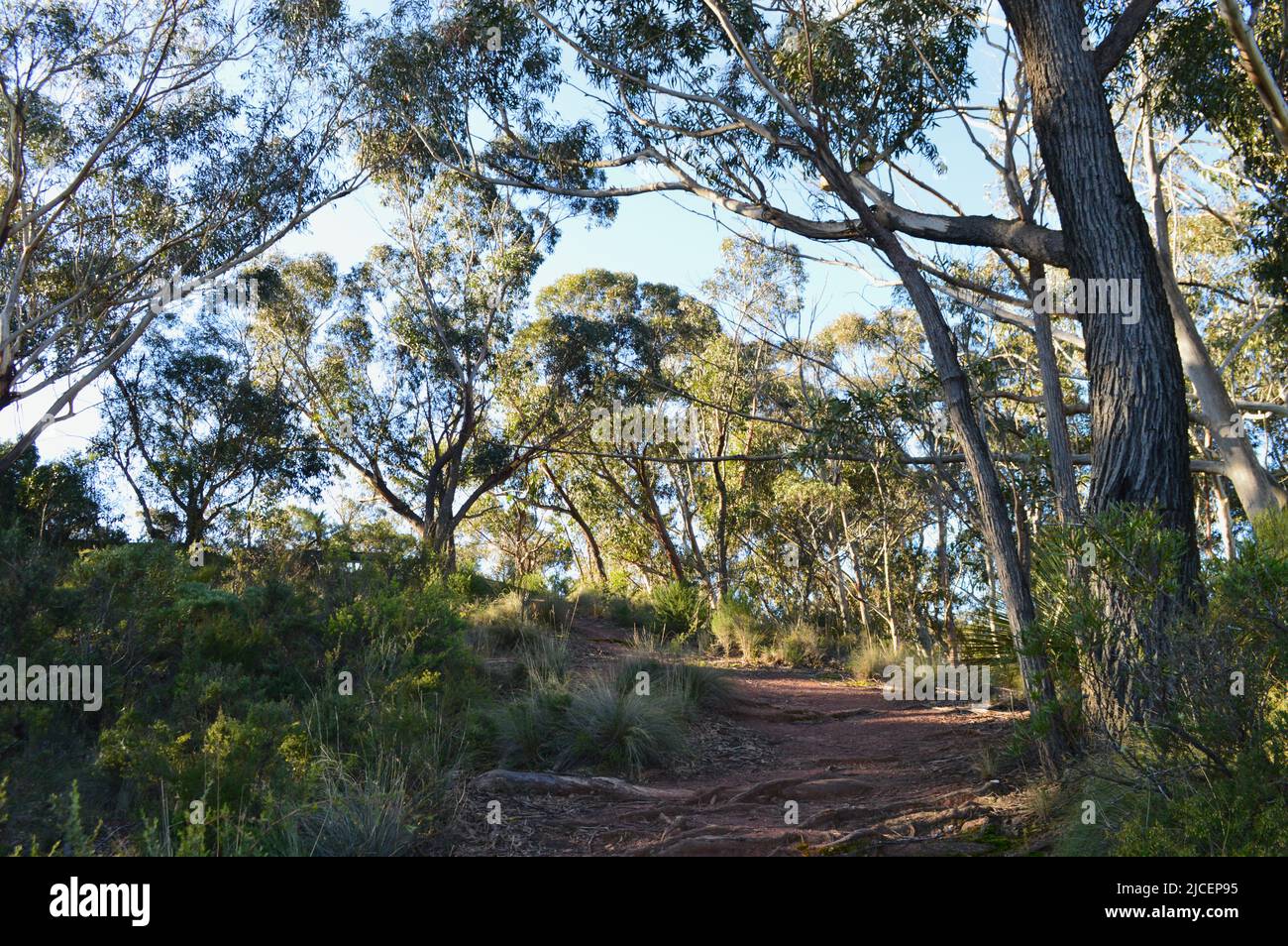 A path in the forest at Mount Victoria in the Blue Mountains of ...