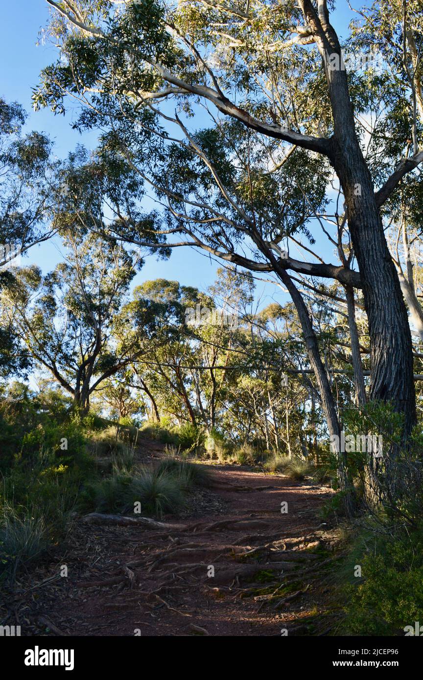 A path in the forest at Mount Victoria in the Blue Mountains of ...