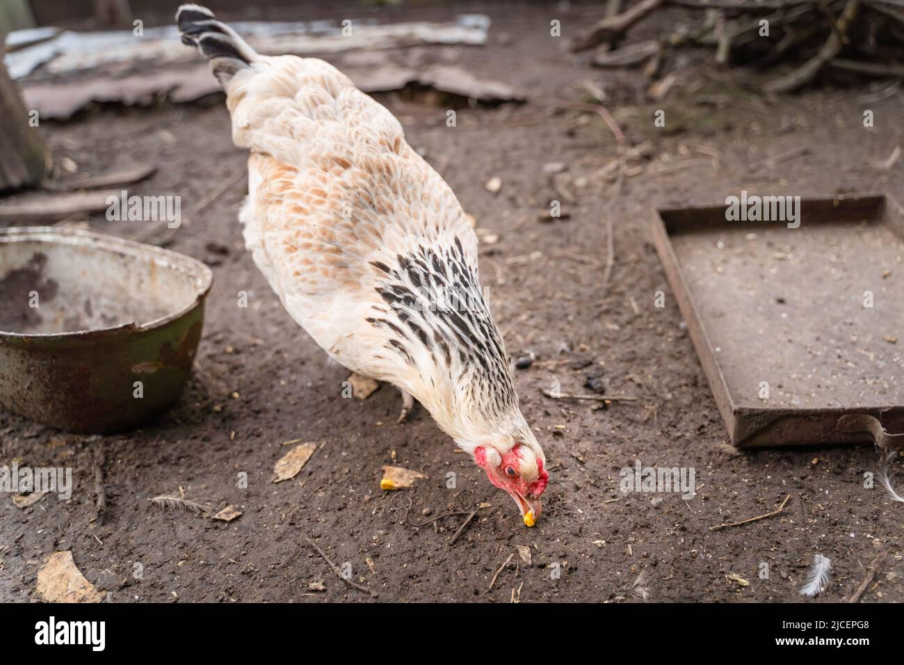A light-colored hen holds a grain of corn in its beak. Growing chickens ...