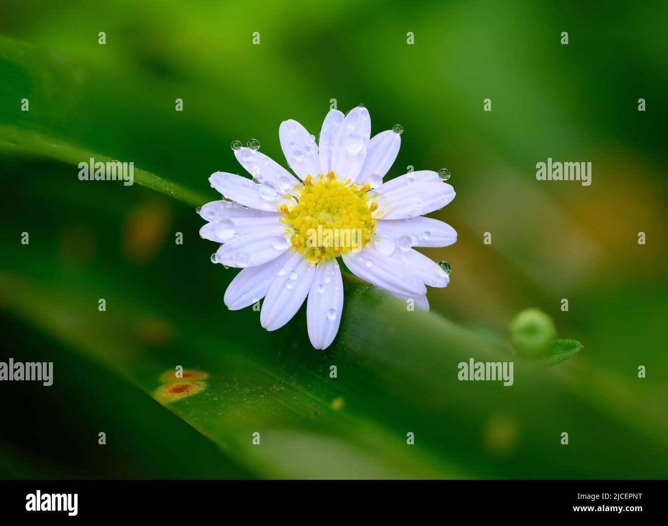 The only daisy flower with water droplets is very beautiful. Stand out ...