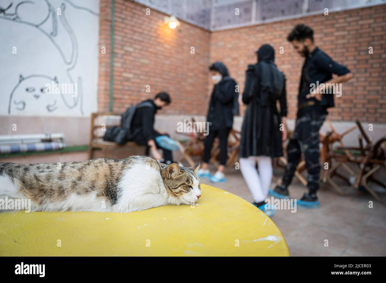 Teheran, Iran. 08th June, 2022. A cat lies in the sun on the roof ...