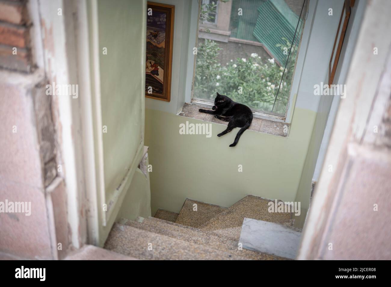 Teheran, Iran. 08th June, 2022. A cat lies by the window in the Museum ...