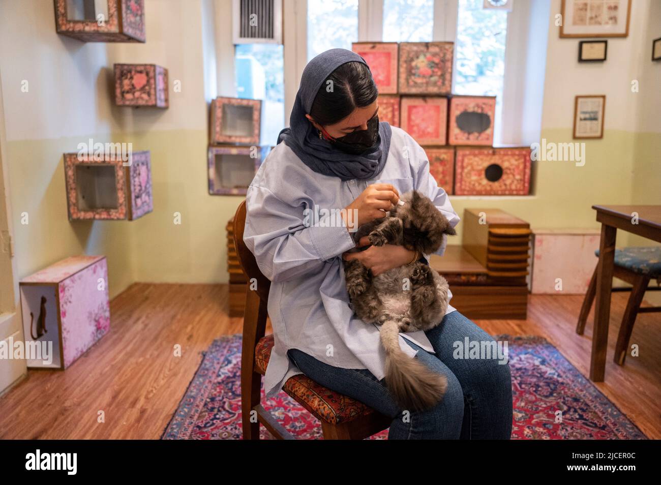 Teheran, Iran. 08th June, 2022. Veterinarian Haleh (28) examines a cat ...