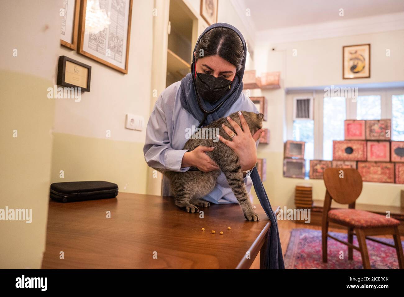 Teheran, Iran. 08th June, 2022. Veterinarian Haleh (28) examines a cat ...