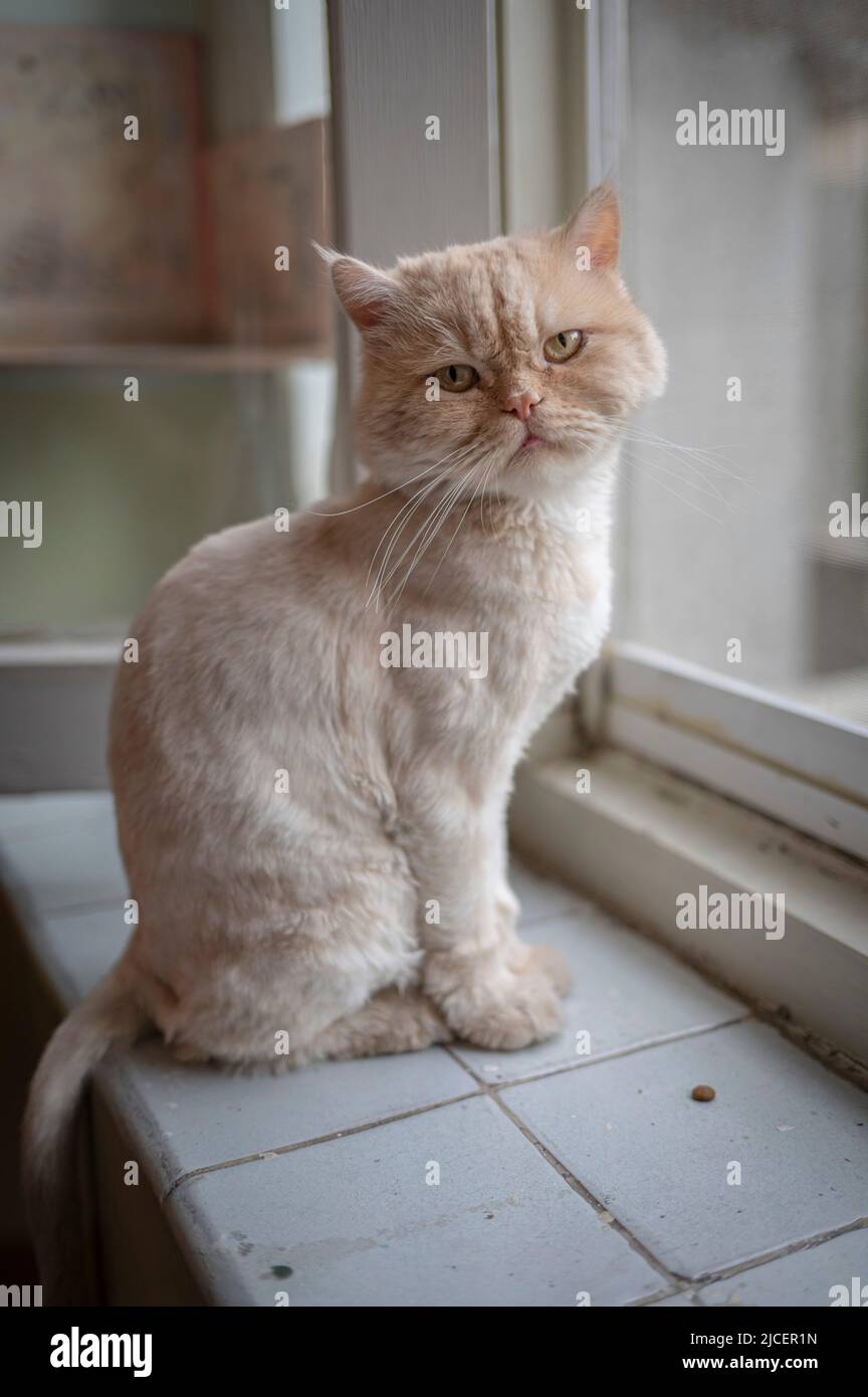 Teheran, Iran. 08th June, 2022. A cat sits by the window at the Museum ...