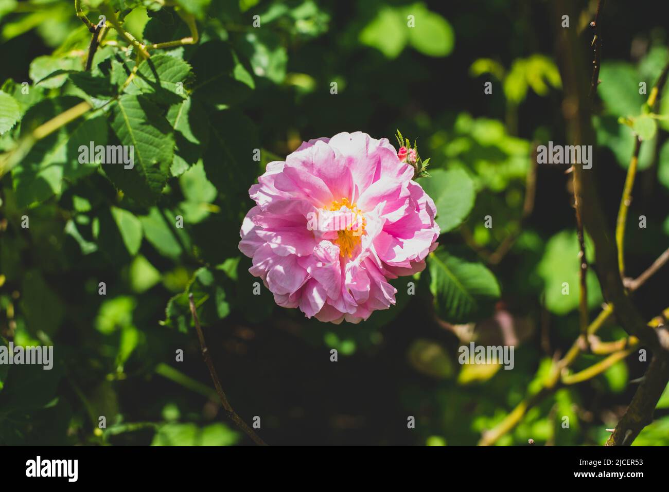 Wild pink roses on a bush in the summer Stock Photo - Alamy
