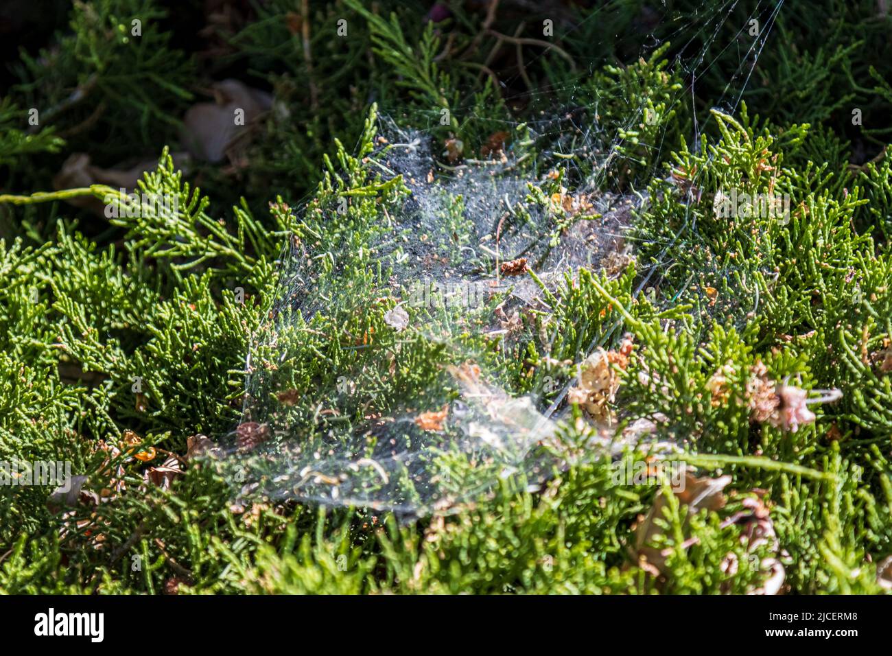 Spiders have been busy spinning their webs Stock Photo - Alamy