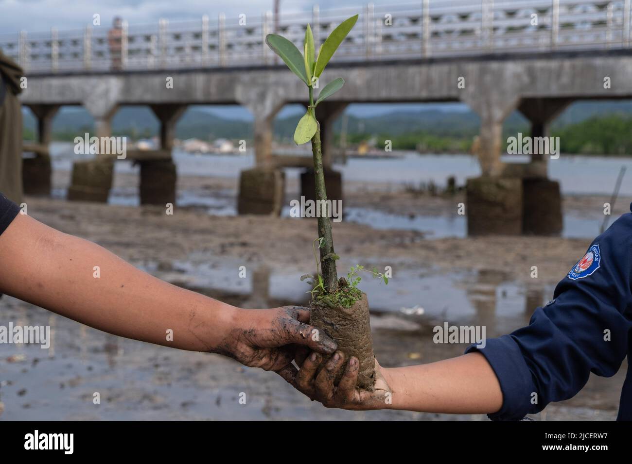 A view of a Mangrove seedling to be planted on World Environment Day ...