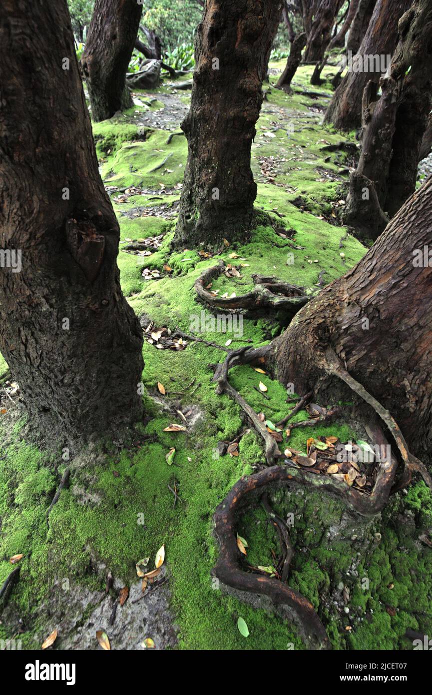 A layer of dense moss below old cantigi trees on the caldera rim of ...