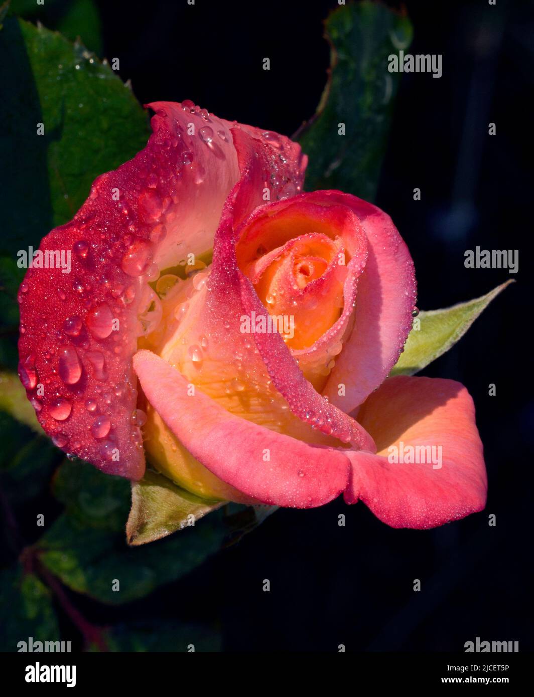 A close up of Gemini Hybrid Tea rose a cream, peach, and pink colored ...