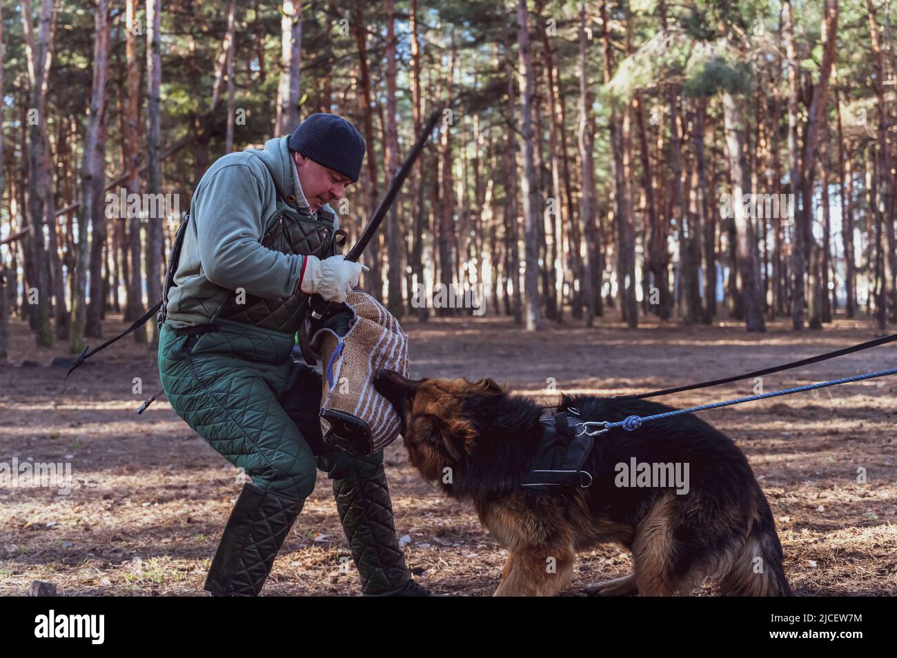German Shepherd holds bite sleeve in its mouth. An adult male swings to ...