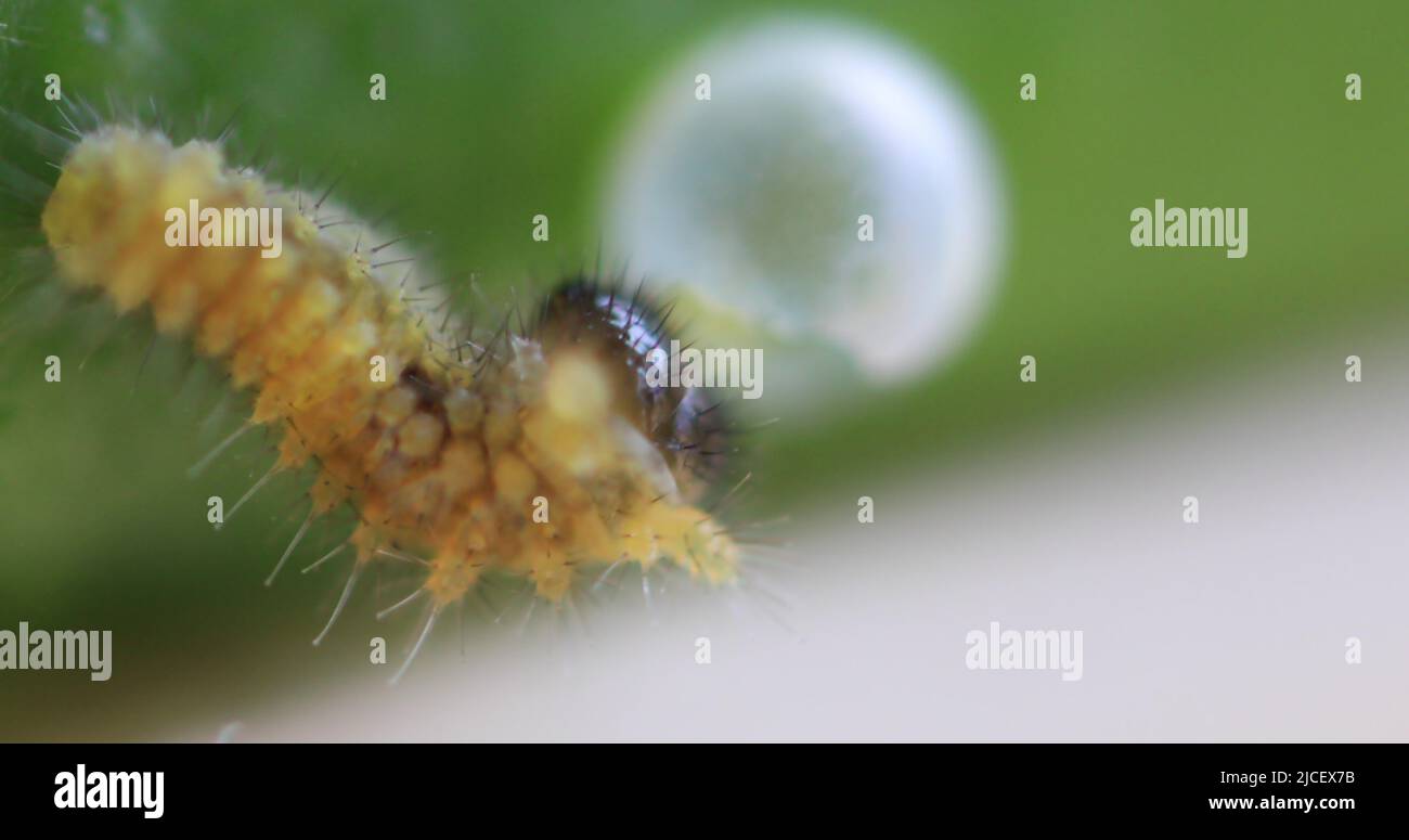 A small yellow larva of butterfly on the leaf daytime super closeup ...
