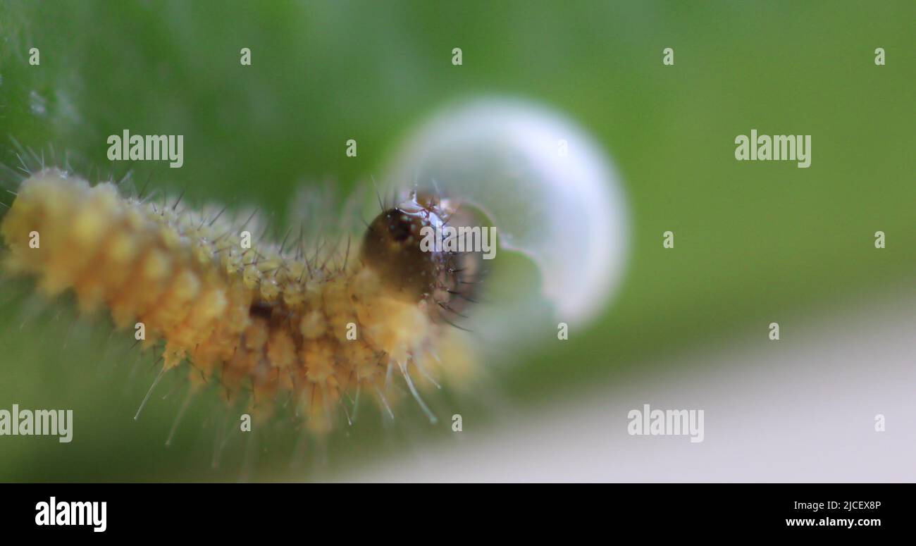 A small yellow larva of butterfly on the leaf daytime super closeup ...