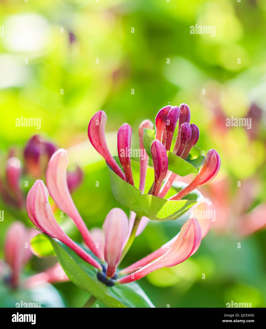 Pink Honeysuckle buds and flowers in the garden. Lonicera Etrusca Santi ...