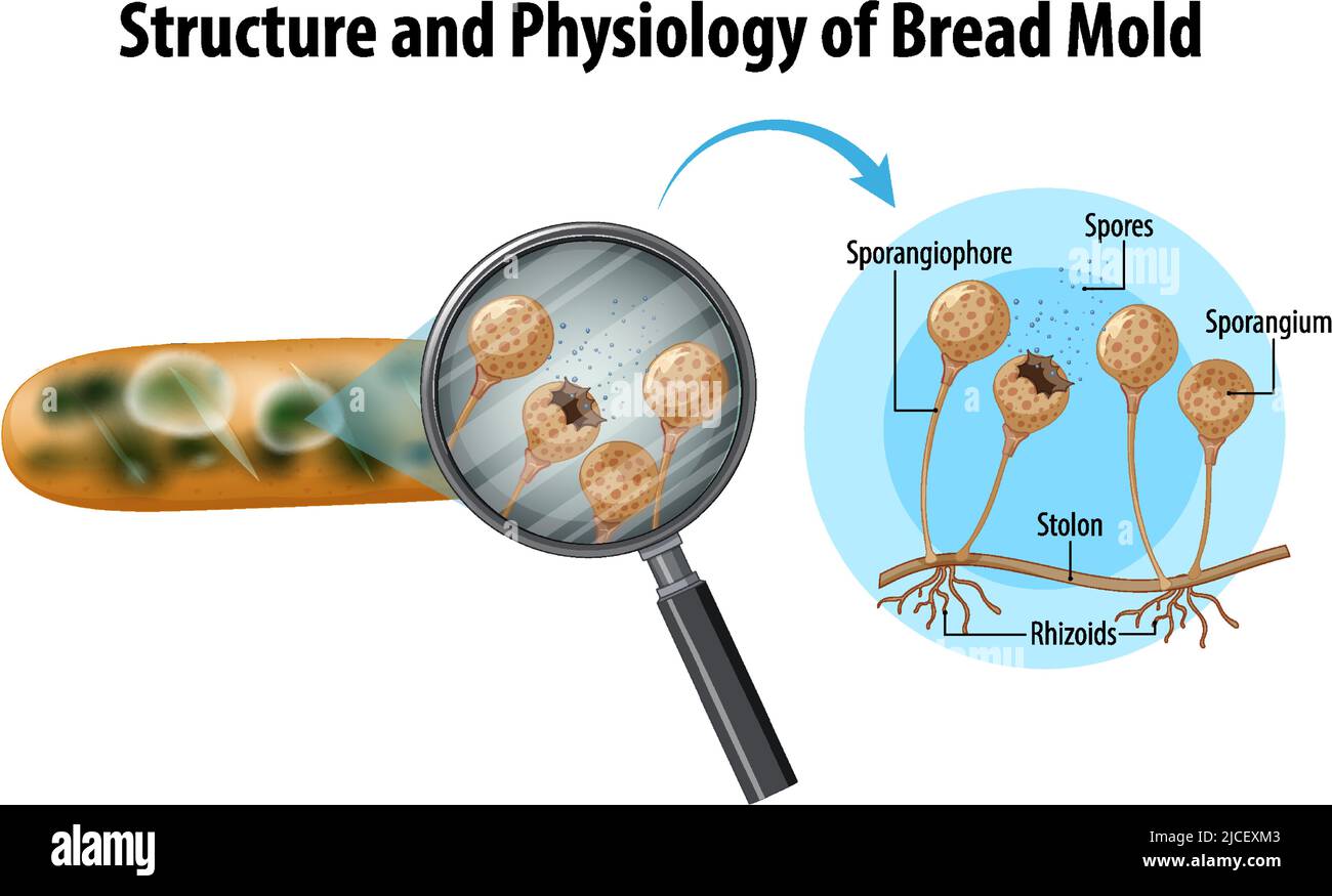 structure and physiology of bread mold illustration Stock Vector Image ...
