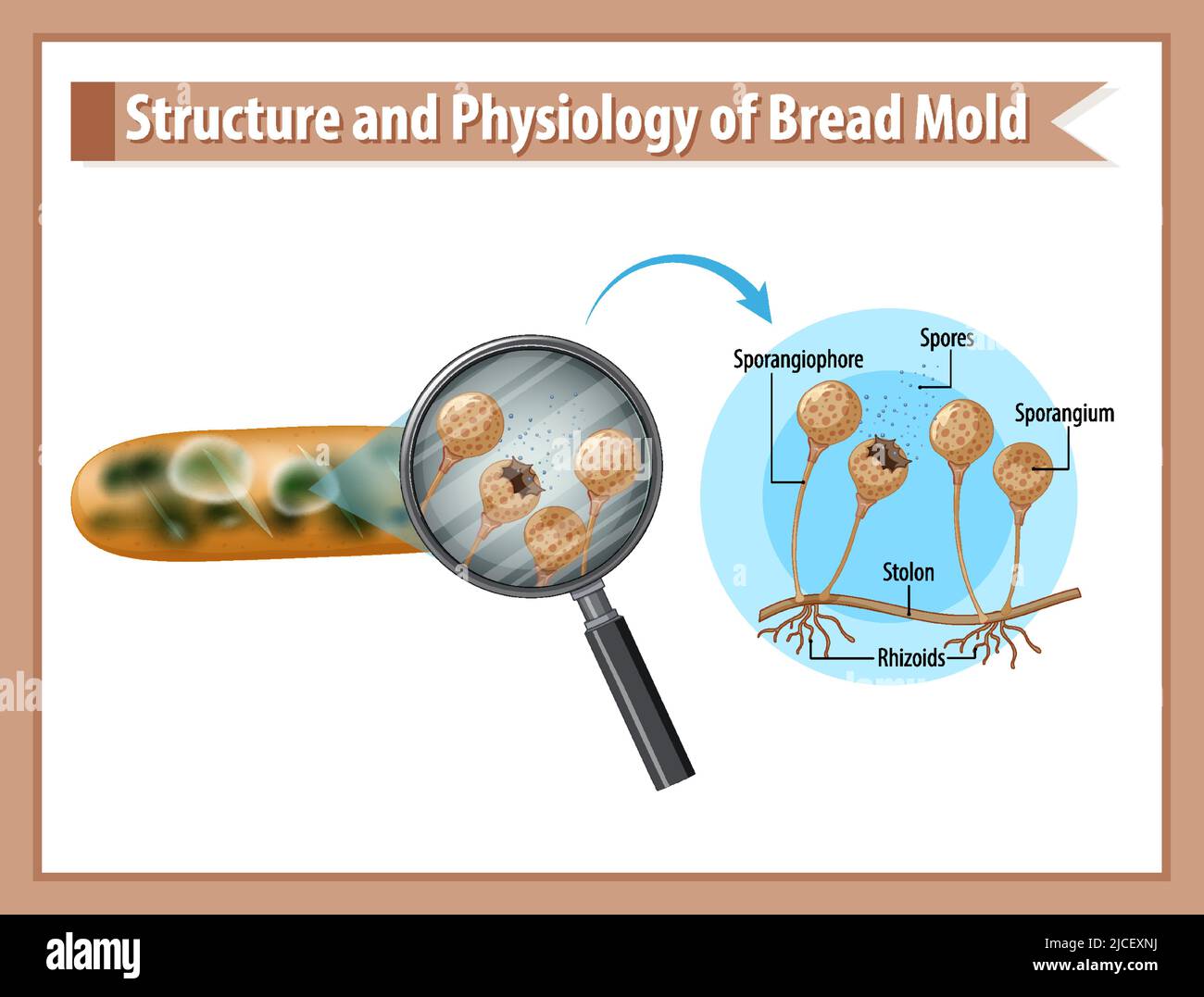 Structure and Physiology of Bread Mold illustration Stock Vector Image ...