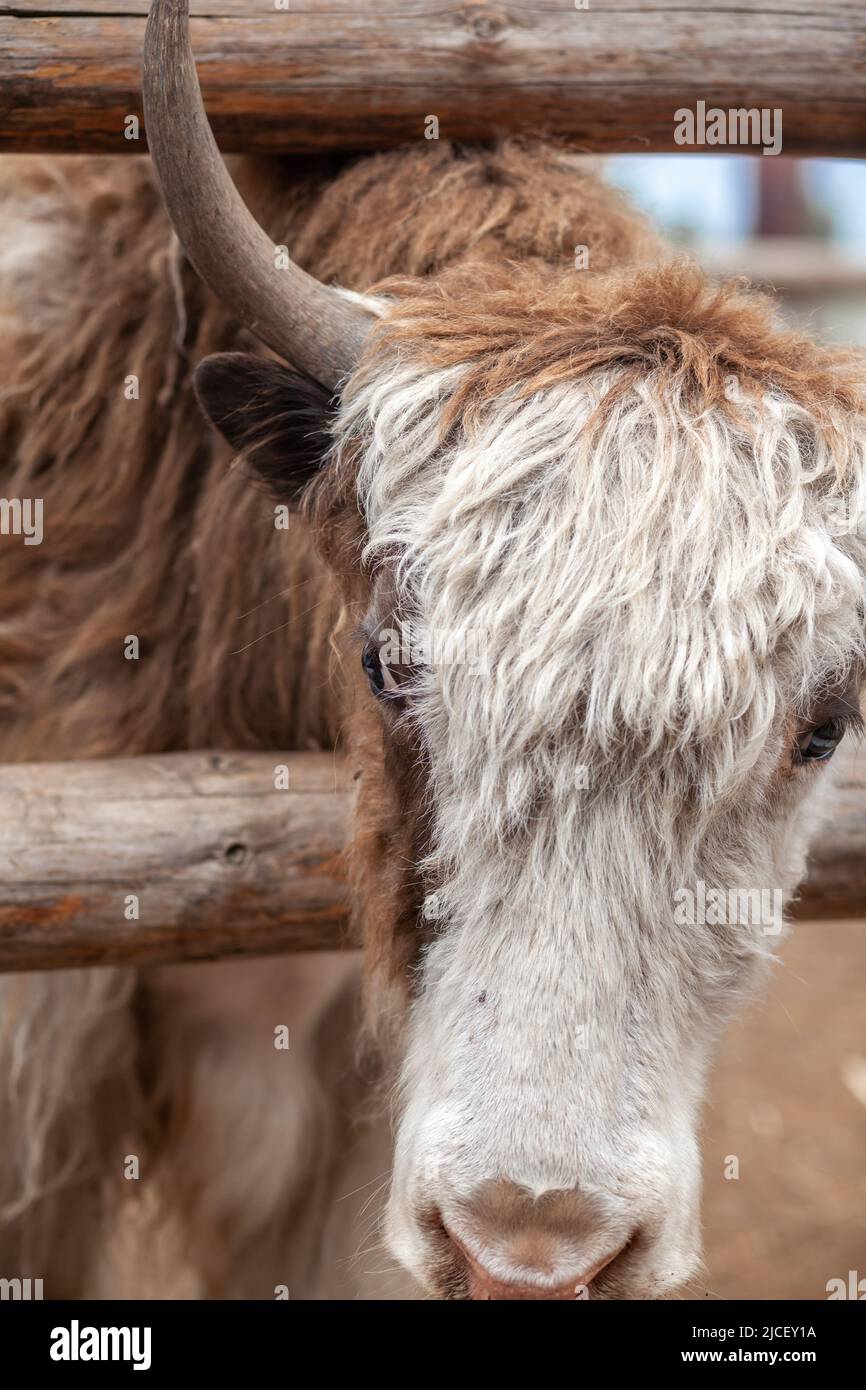 The head of a large cow or bull with horns. Portrait of a head of ...